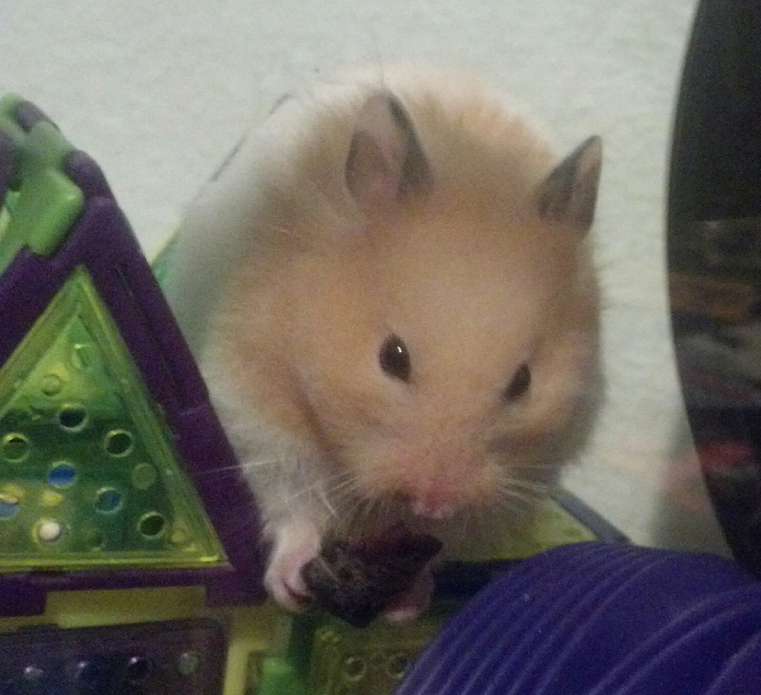 what I learned about violin teaching from a hamster… – Violin Lessons ...